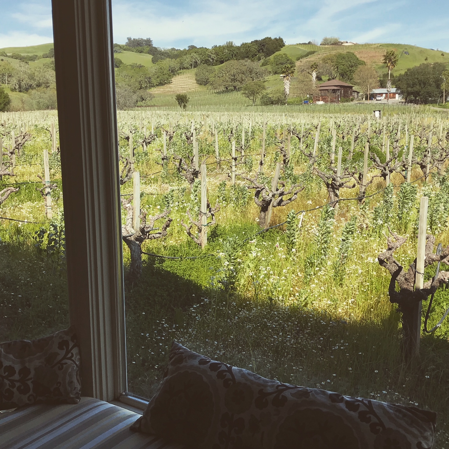 Limerick Lane Cellars Tasting Room Visit - Food & Wine Chickie Insider